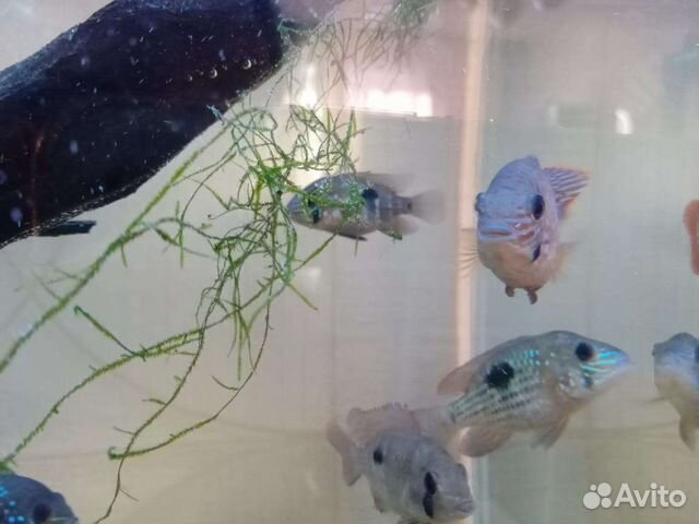 Акара берюзовая