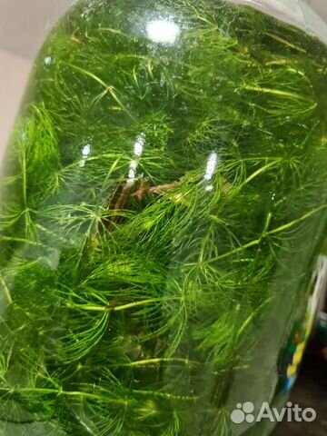 Аквариумное растение Роголистник