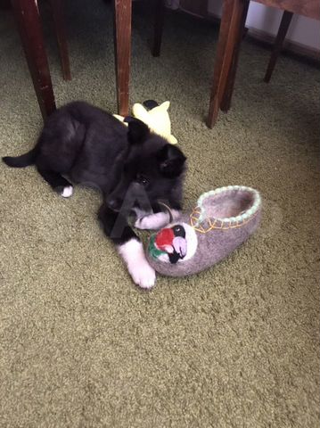 Щенок в добрые руки