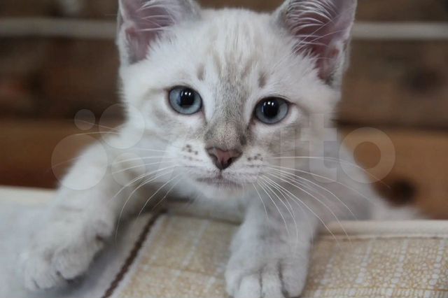 Тайские котята