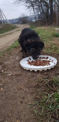 Таких 5 щенков. Вырастут, как красивые гиены. Дост