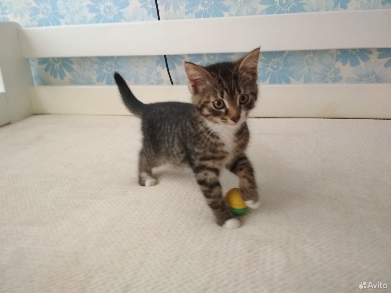 Котятки