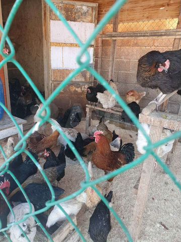 Куры Петухи