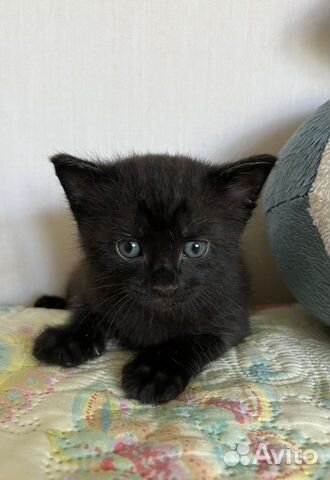 Черный котенок