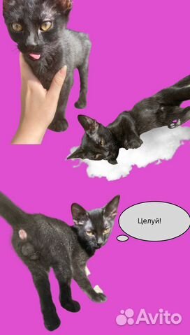 Котик лапочка в добрые руки