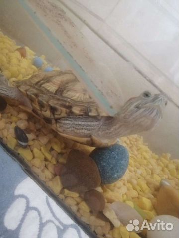 Красноухая черепаха бесплатно