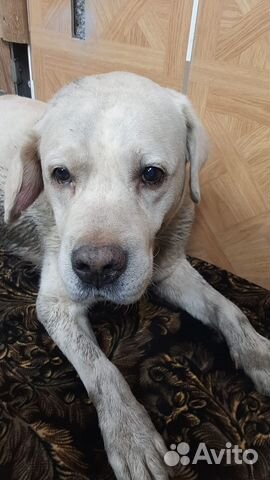 Найден лабрадор