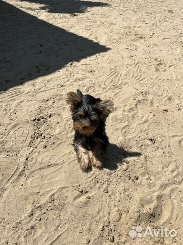 Йоркширский терьер щенок девочка