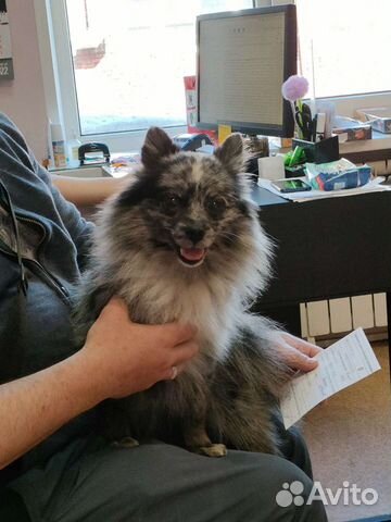 Девочка немецкий шпиц ищет жениха