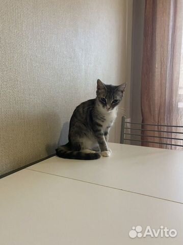 Серебристый котенок в поисках дома