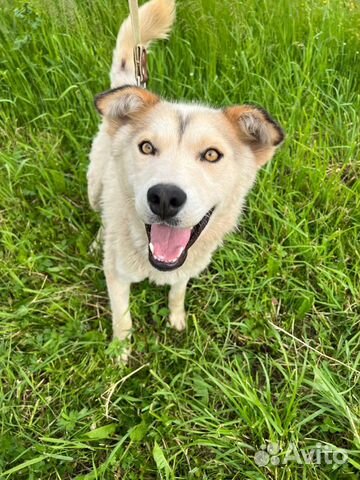 Красавчик Элвис 8 мес ищет дом