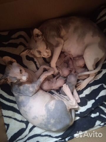 Канадский сфинкс котенок