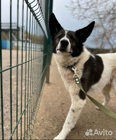 Тимону очень грустно в приюте