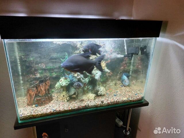 Аквариум с тумбой и рыбами