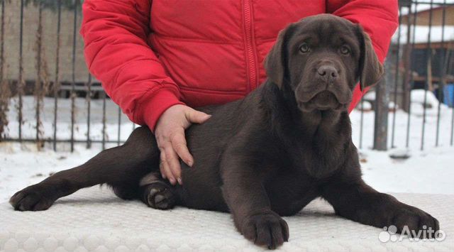 Лабрадорочки