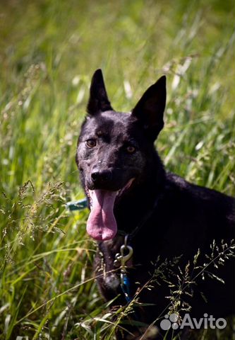 Собака бесплатно