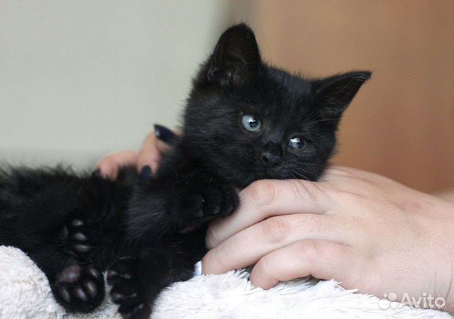 Сибирские черныши