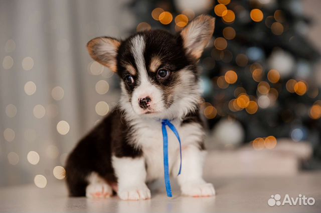 Вельш-корги пемброк мальчик