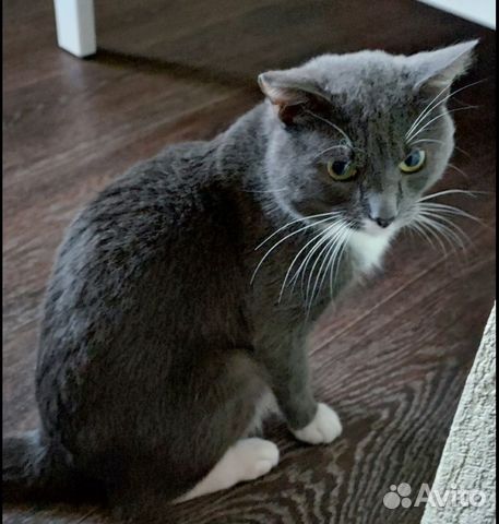 Самый лучший котик