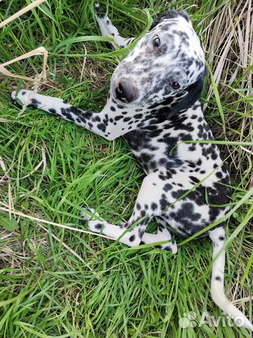 Далматинец