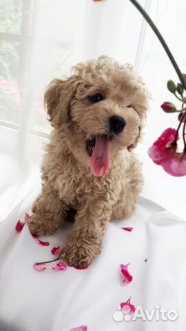 Мальтипу мини