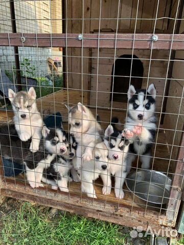 Щенки хаски