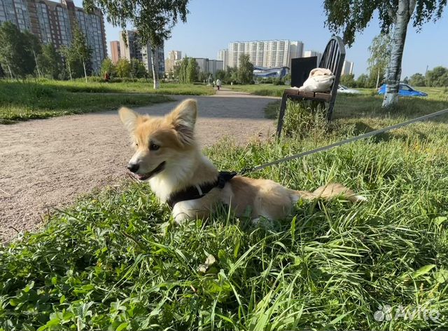 Щенок Вельш корги пеброк флаффи