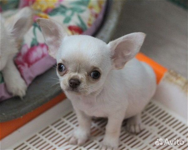 Очаровательная девочка чихуахуа