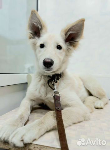 Щенок 10 месяцев