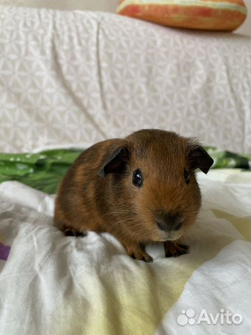 Морская свинка (мальчик) 1,5 мес