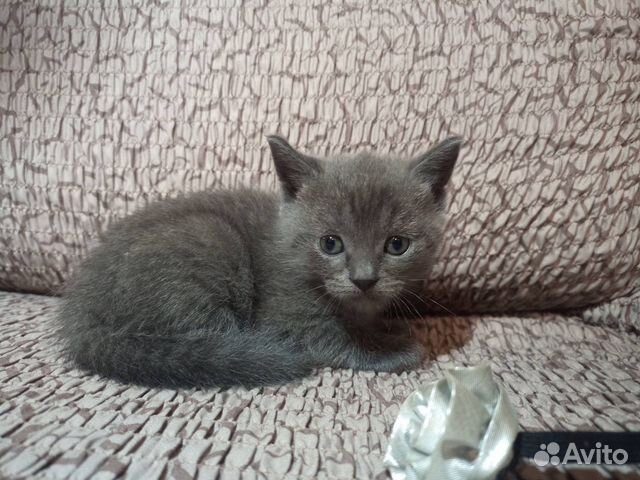 Котёнок девочка шотландка