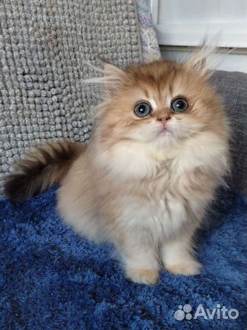 Британский золотой мальчик