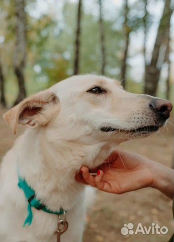 Самая нежная и ласковая собаня из приюта