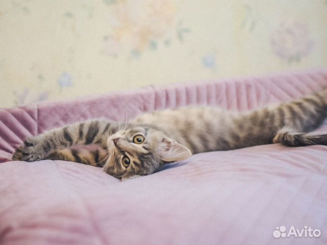 Котенок ищет дом