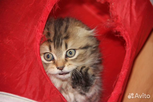 Малыш пушистый мраморный окрас