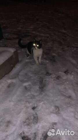 Котенок нужна помощь