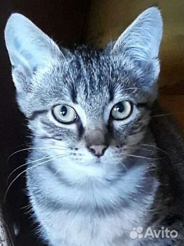 Котик в добрые руки