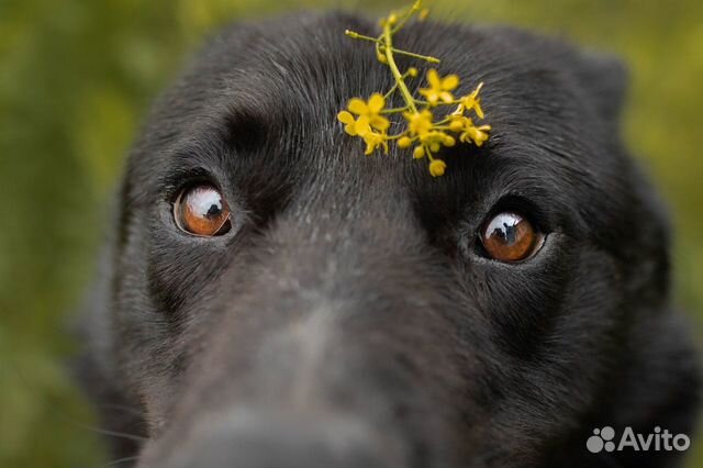 Пес Бумер чудом спасенный со МКАД