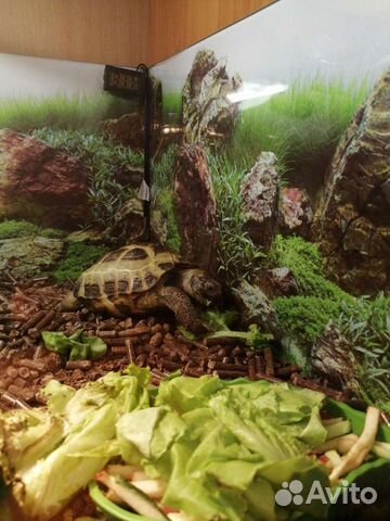 Черепаха сухопутная