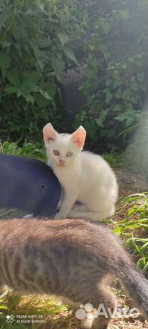 Лаки редкая красавица