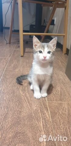 Котенок бездомный ждет хозяев