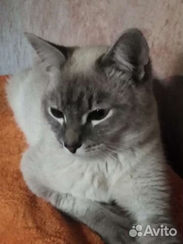 Кошка