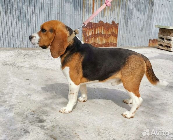 Вязка кобель бигль