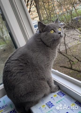 Кошка стирилизована