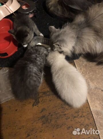 Котятки