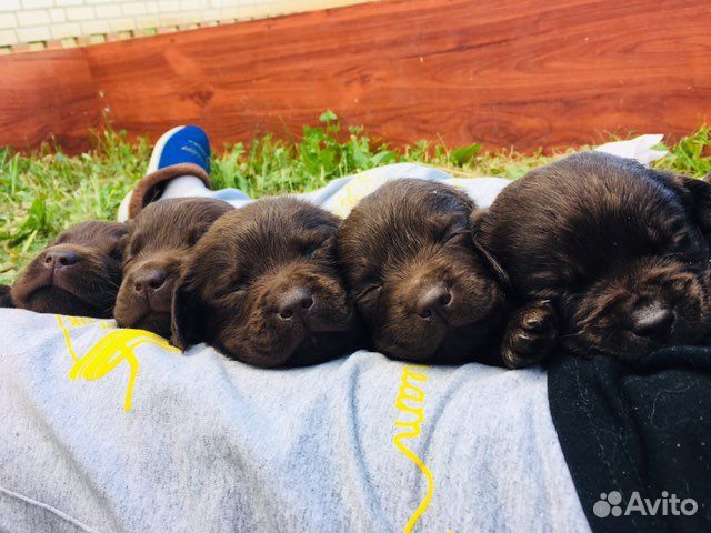 Шоколадный лабрадор