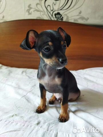 Той-терьер с чихуахуа