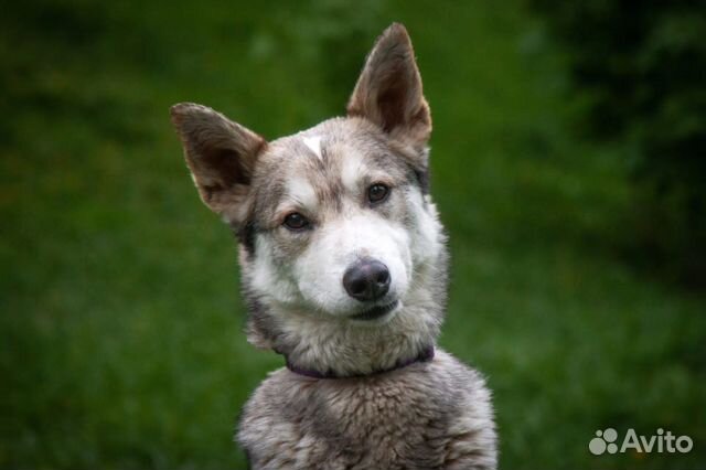 Вольф ищет дом