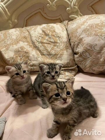 Британские котята