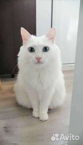 Кошка-Королева
